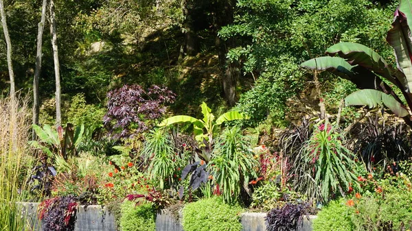 Plantas jardin Stock Photos, Royalty Free Plantas jardin Images ...