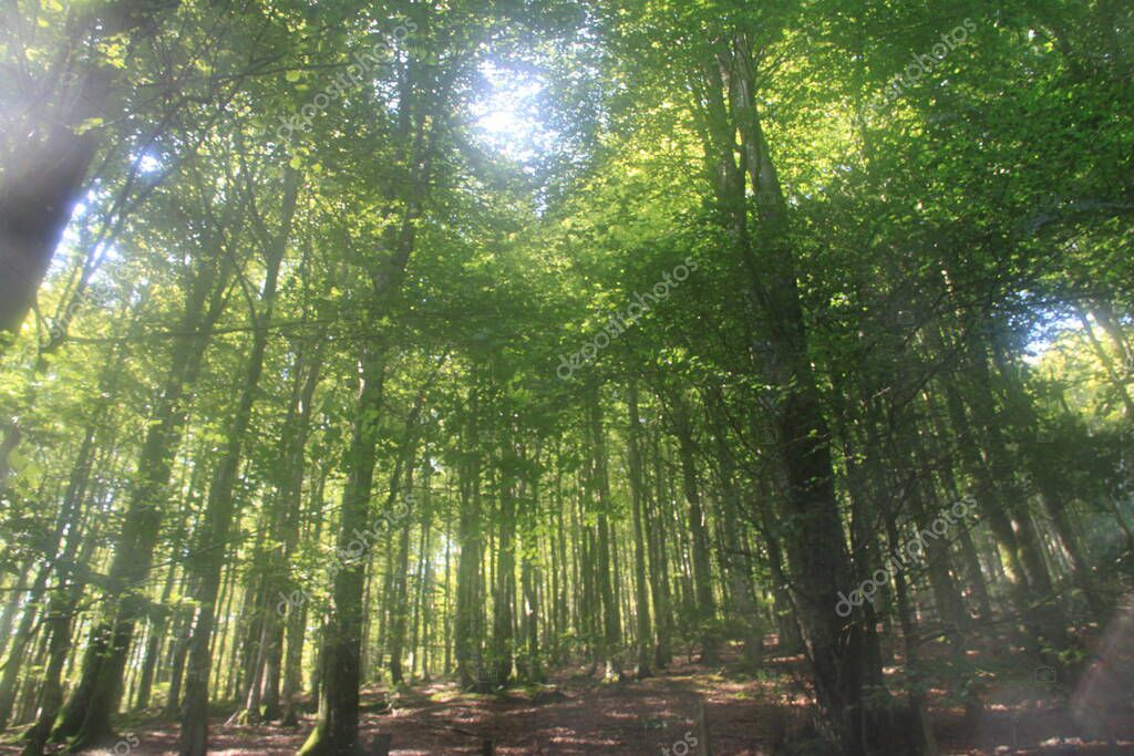 Rayos de luz solar que fluyen a través de los verdes árboles del bosque en la Sierra de Aralar ...