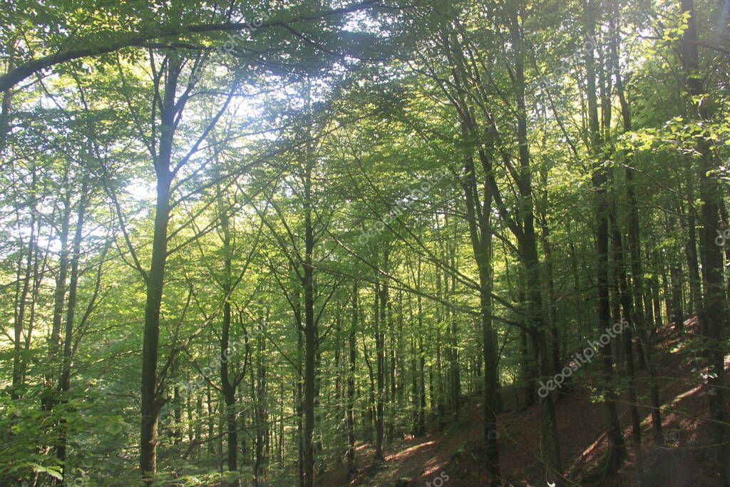 Rayos de luz solar que fluyen a través de los verdes árboles del bosque en la Sierra de Aralar ...