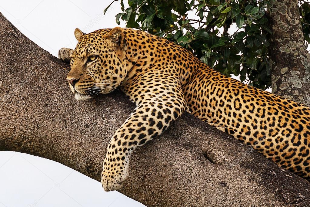 Leopard — Stock Photo © wowsales2005 #59947075