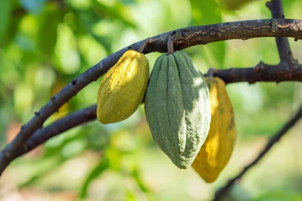 Cacao tree with cacao pods in a organic farm. - Stock Image - Everypixel