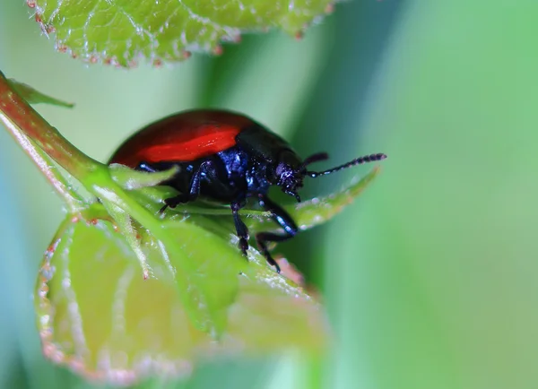 Soldat rouge insectes images libres de droit, photos de Soldat rouge ...
