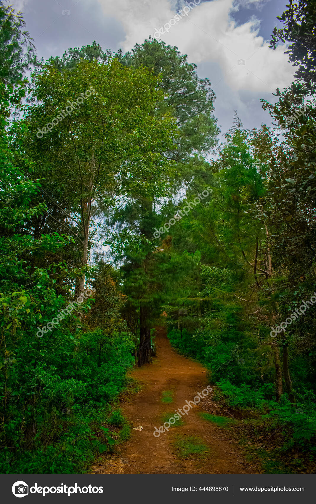 Beautiful Path Middle Forest Big Pine Trees — Stock Photo © brunoadrian ...