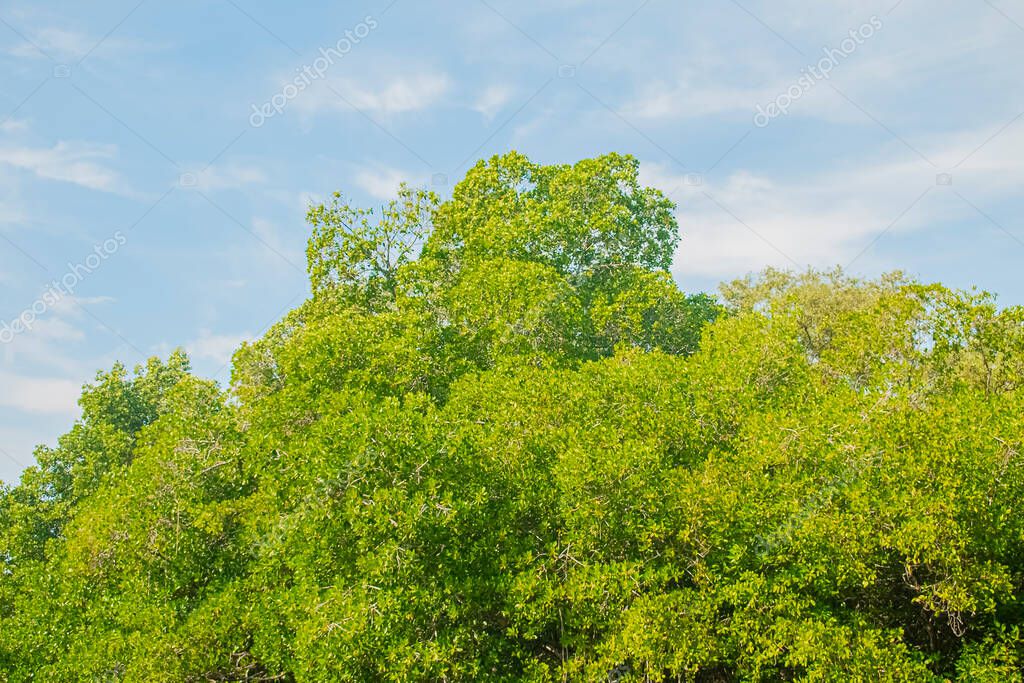 Hermosos árboles verdes, con un cielo azulado 2024