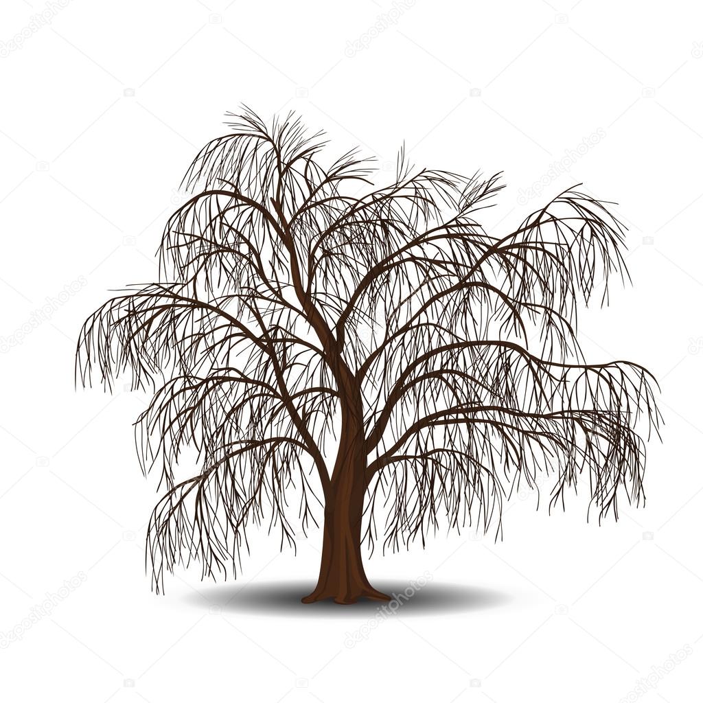 Wilgenboom Tekening Zwart Wit Wilg Vector Illustratie. Illustration Of