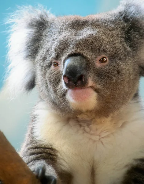 Koala face Stock Photos, Royalty Free Koala face Images | Depositphotos