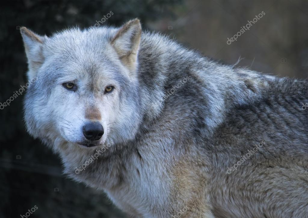 Beautiful Grey Wolf With Blue Eyes