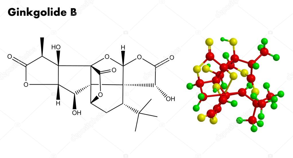 Ginkgo Biloba Tree Diagram