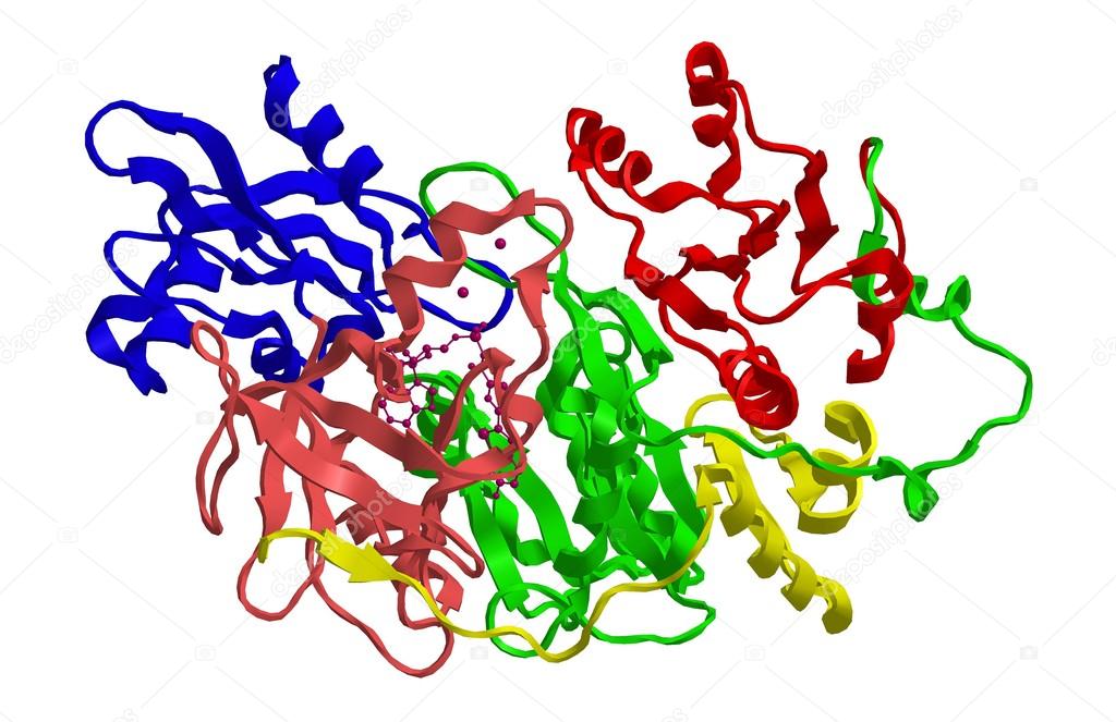 Estructura molecular de la luciferasa de luciérnaga 2023