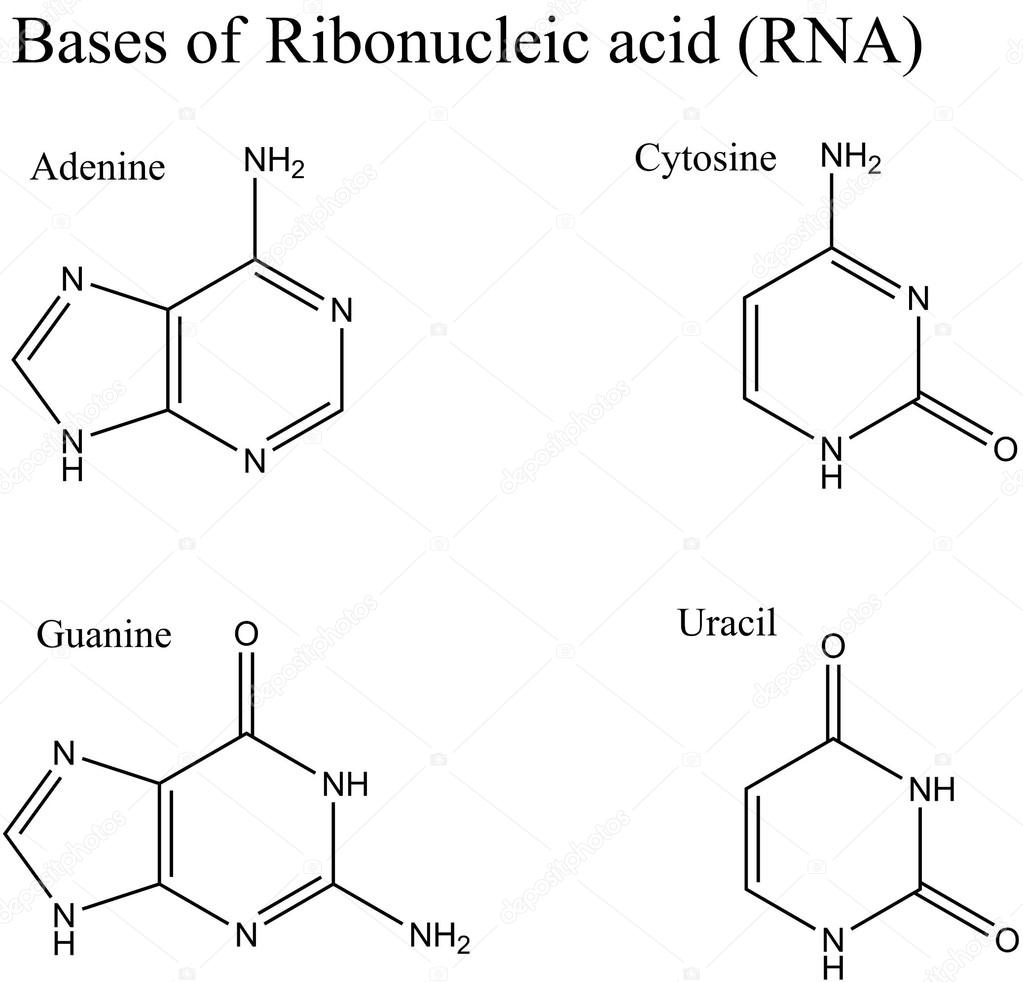 Structure of RNA nucleobases ⬇ Stock Photo, Image by © Raimund14 #98295262