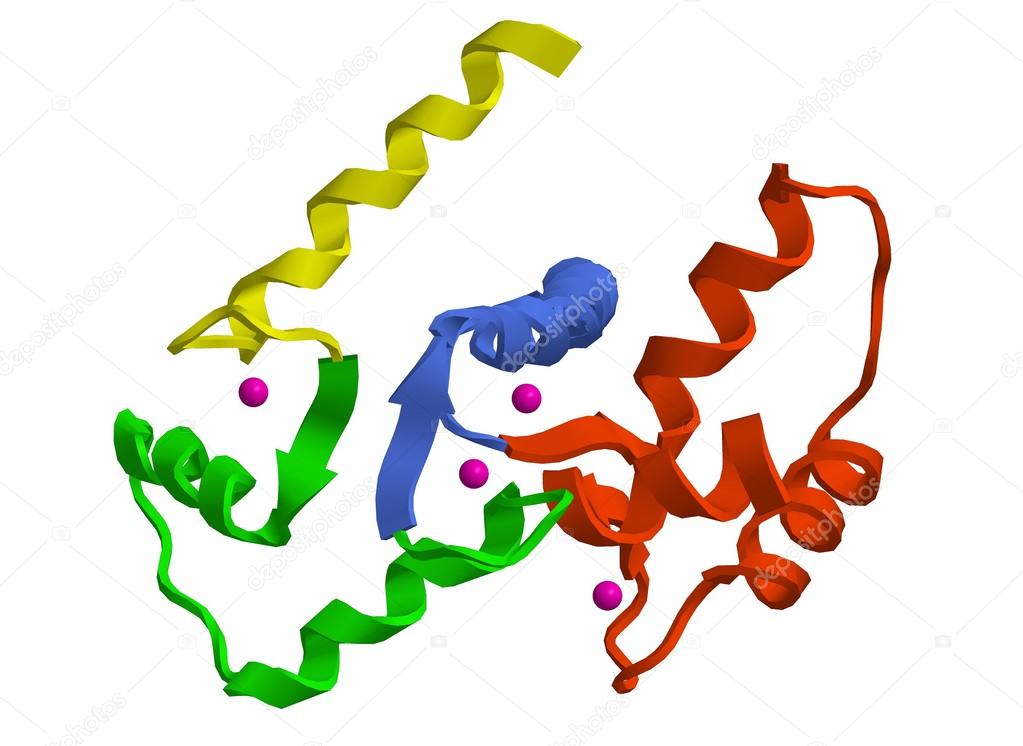Molecular structure of calmodulin Stock Illustration by ©Raimund14 ...