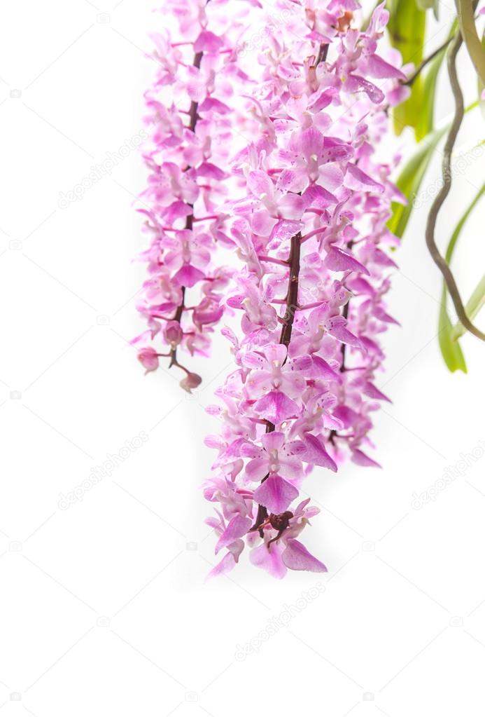 Tropical orchid flower (Aerides multiflora Roxb) bloom Stock Photo by ...