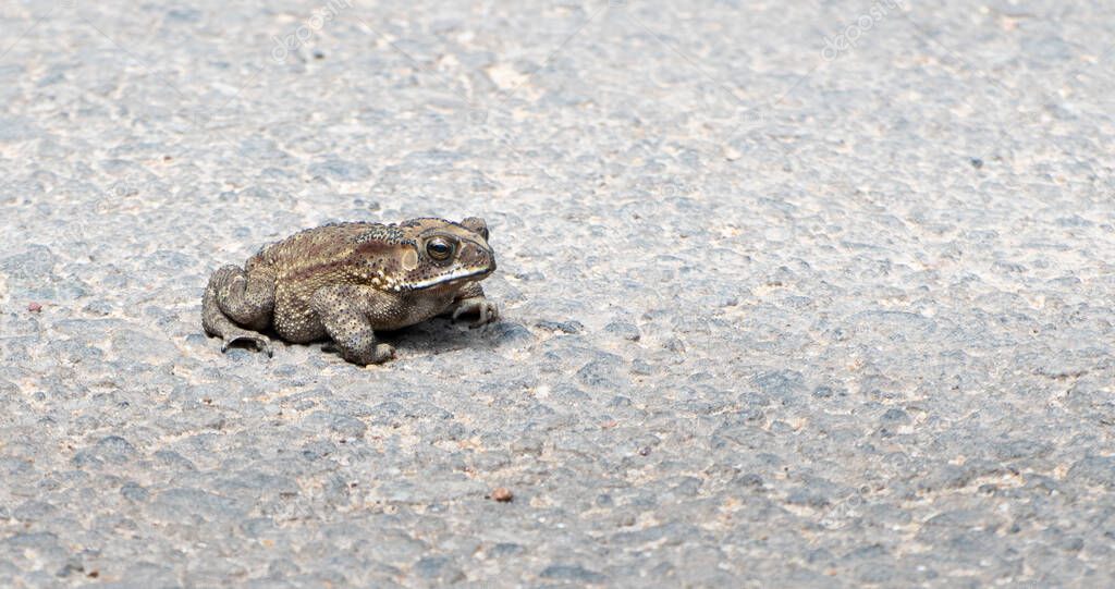 Sapo feo y gordo manchado en medio de la carretera en un día caluroso y ...