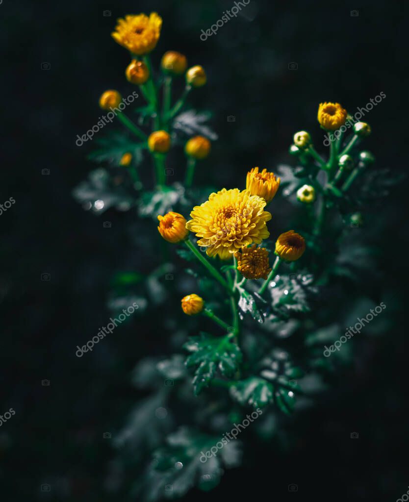 Las caléndulas amarillas de maíz se conocen como flores de Kapuru ...
