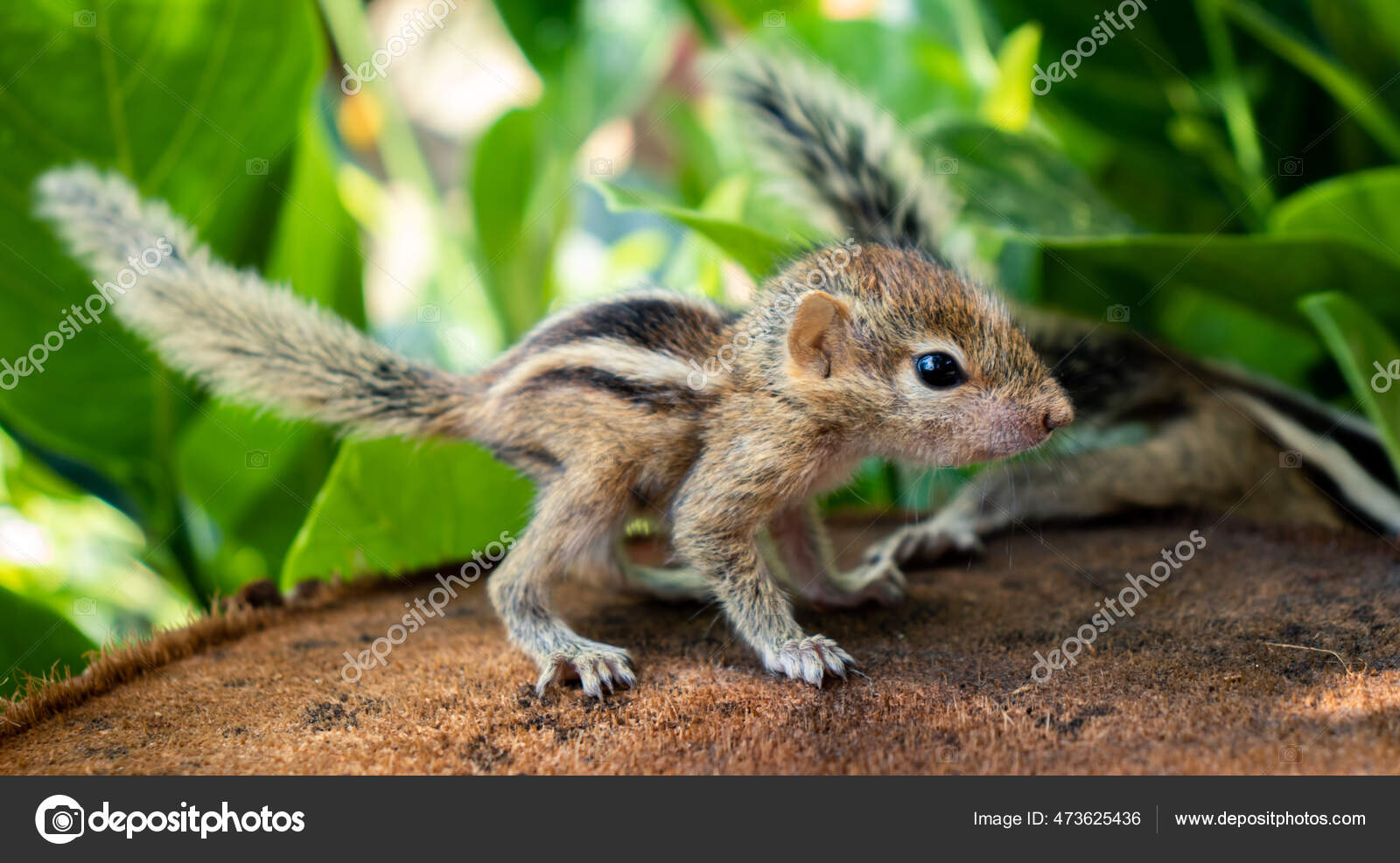Newborn Baby Chipmunk
