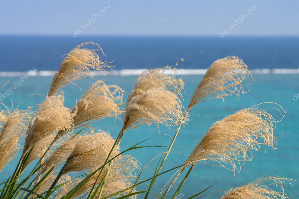 Hierba japonesa de pampas, sususuki, Miscanthus sinensis, con mar y ...