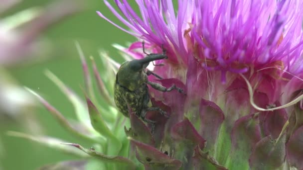 75 Curculionidae Videos, Royalty-free Stock Curculionidae Footage ...