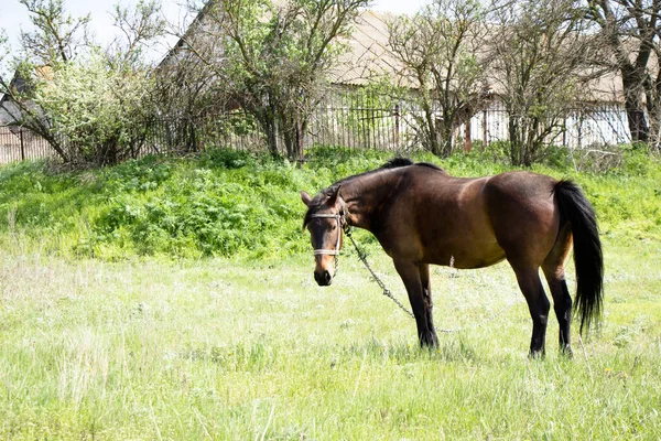 On foot with horse Stock Photos, Royalty Free On foot with horse Images ...
