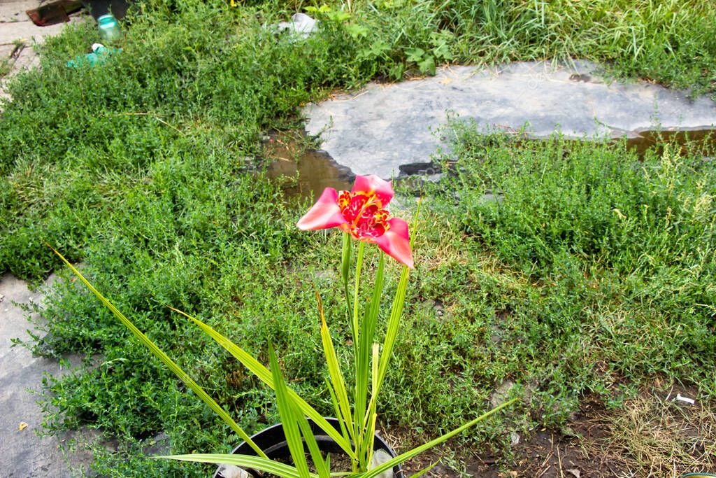 Un día una flor de tigridia florece una flor de tigridia en una maceta 2022