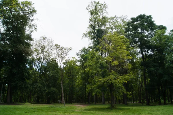 Forest nida Stock Photos, Royalty Free Forest nida Images | Depositphotos