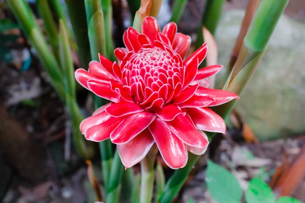 Torch ginger Stock Photos, Royalty Free Torch ginger Images | Depositphotos