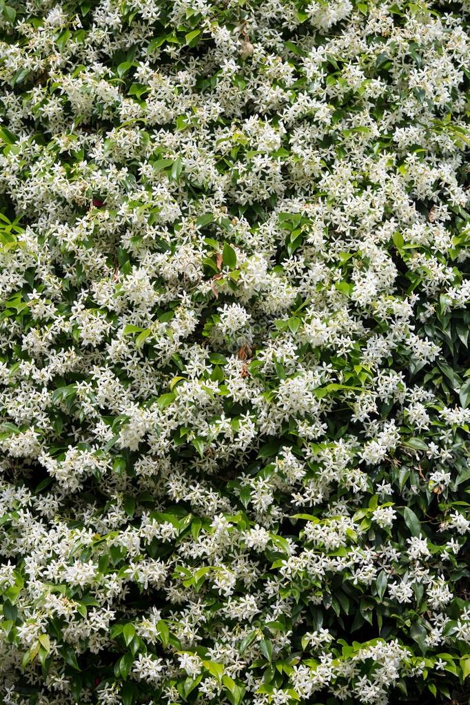 Trachelospermum Jasminoides Wall
