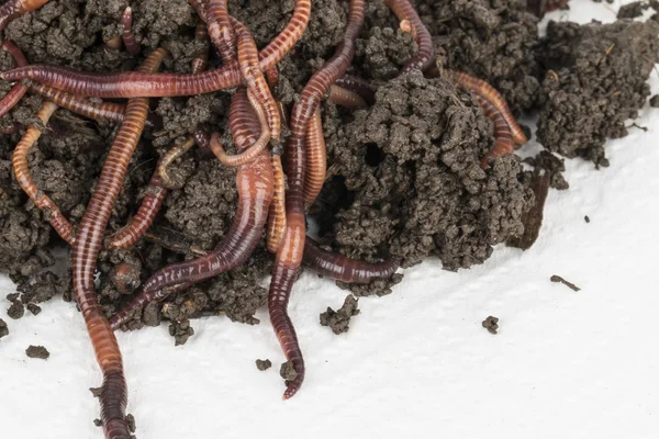 Vers rouges dans le compost . image libre de droit par kolidzeitattoo ...