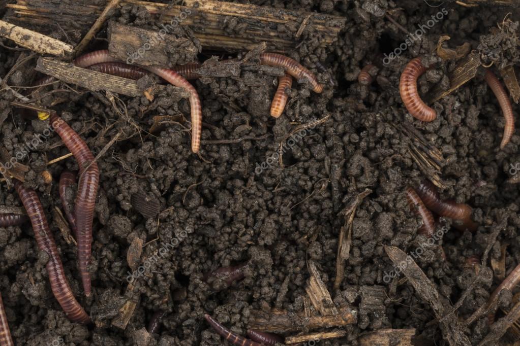 Vers rouges dans le compost . image libre de droit par kolidzeitattoo ...