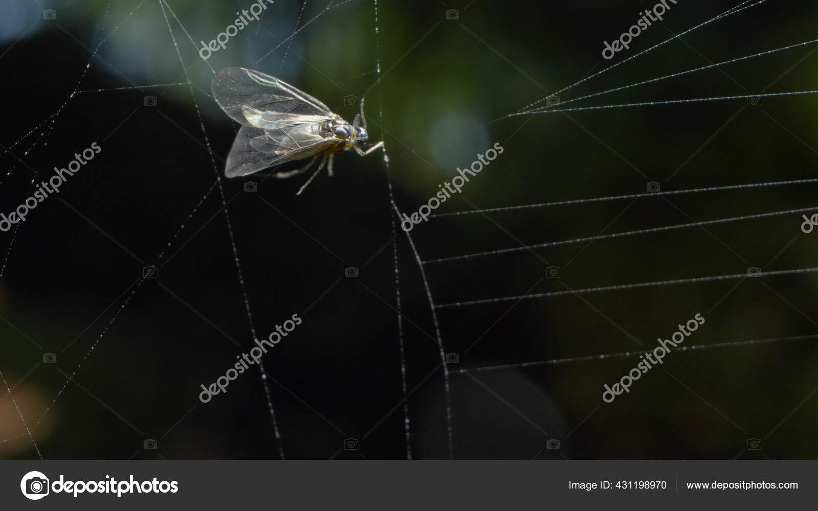 Macro shooting, detail. fly stuck in a web in the forest — Stock Photo ...