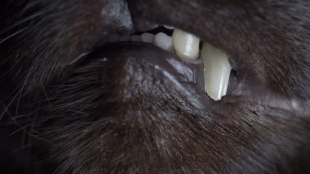 Can A Puppys Overbite Correct Itself