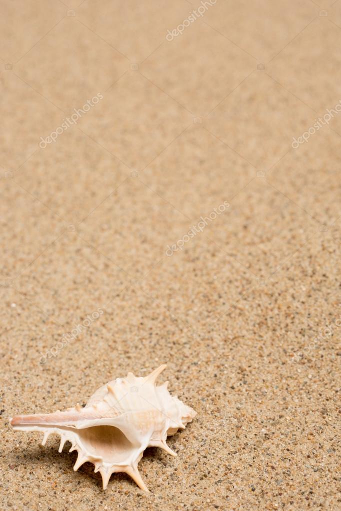 Sea shells on sand. Summer beach background. — Stock Photo © kopitin ...