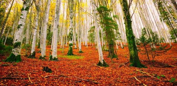 Ambre le tapis forestier Stock Photos, Royalty Free Ambre le tapis ...