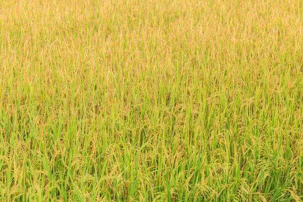 Rice plant. Yellow rice field in Nakhon Pathom province - Stock Image ...