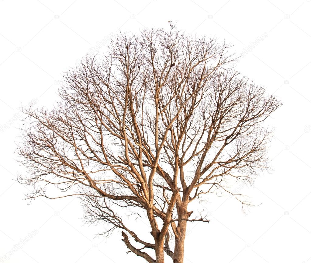 Árbol sin hojas, aisladas sobre fondo blanco — Foto de stock ...