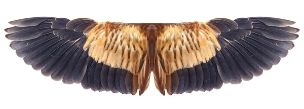 Animal wing Stock Photos, Royalty Free Animal wing Images | Depositphotos