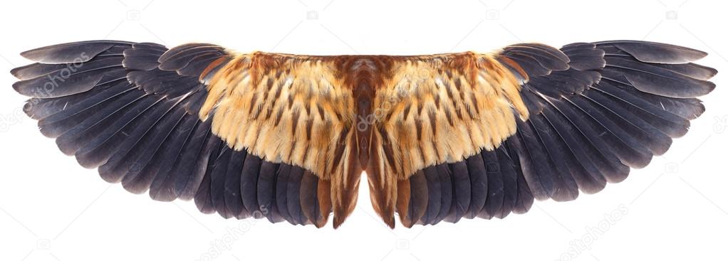 Wing bird — Stock Photo © PhanuwatNandee #59271337