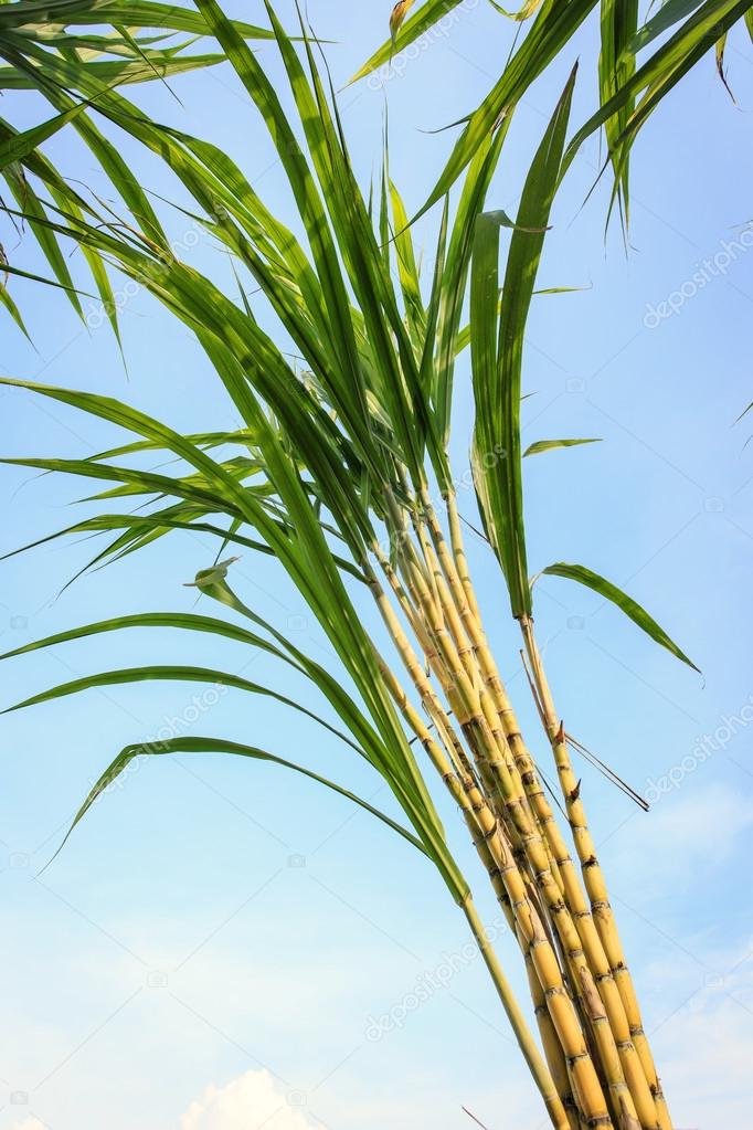 Sugarcane — Stock Photo © PhanuwatNandee #60062195