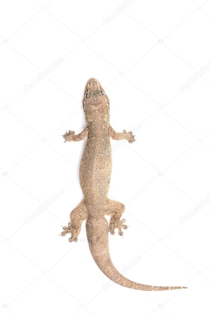 Brown dead lizard — Stock Photo © PhanuwatNandee #75382753