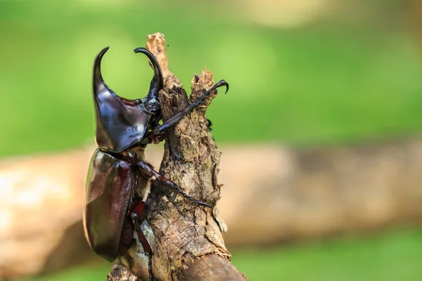 Stag beetle Stock Photos, Royalty Free Stag beetle Images | Depositphotos