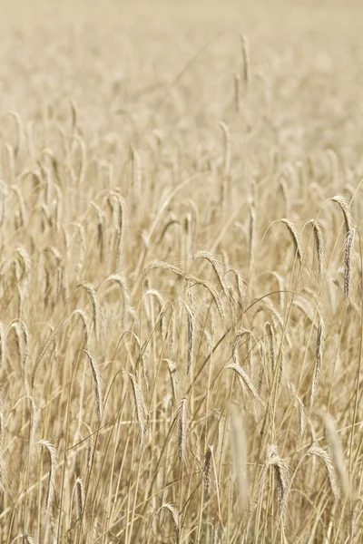 Rye field - Stock Image - Everypixel