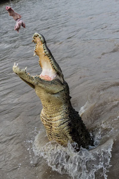 Crocodile jumping Stock Photos, Royalty Free Crocodile jumping Images ...