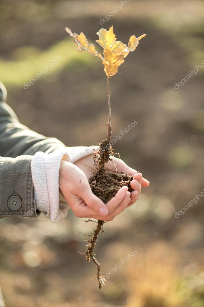 Oak sapling in hands Stock Photo by ©PEPPERSMINT 58161489