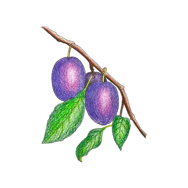 Java Plum Drawing