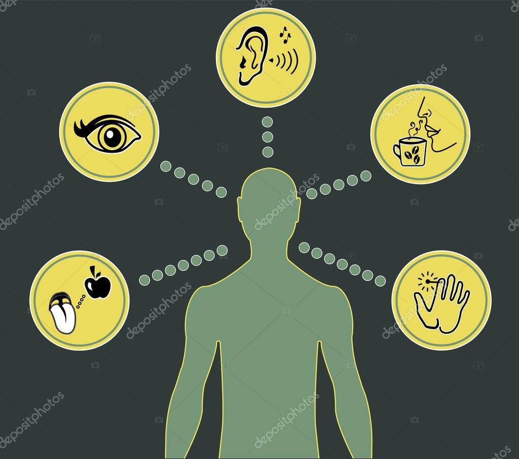 Cinco iconos de sentidos 2024