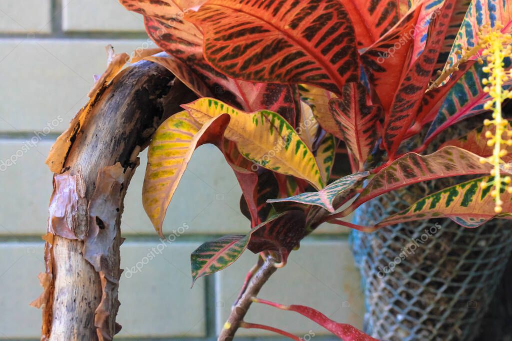 Codiaeum variegatum, crotón de jardín o crotón variegado. Croton las ...
