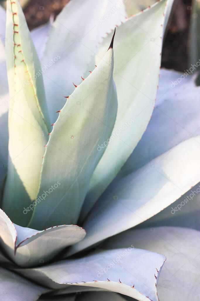 Hermosas hojas gigantes de agave azul-verde con espinas, fondos y ...