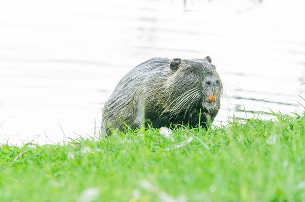 Cola de castor fotos de stock, imágenes de Cola de castor sin royalties ...