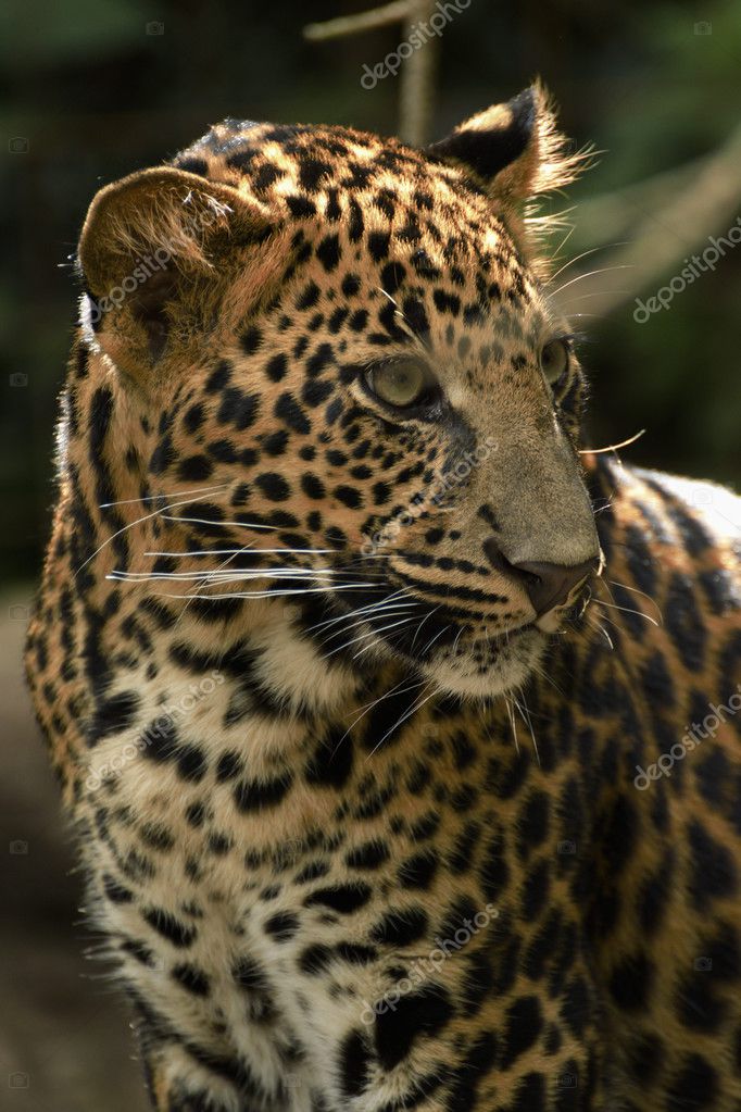 Young beautiful leopard in the park — Stock Photo © Tylinek #119052834