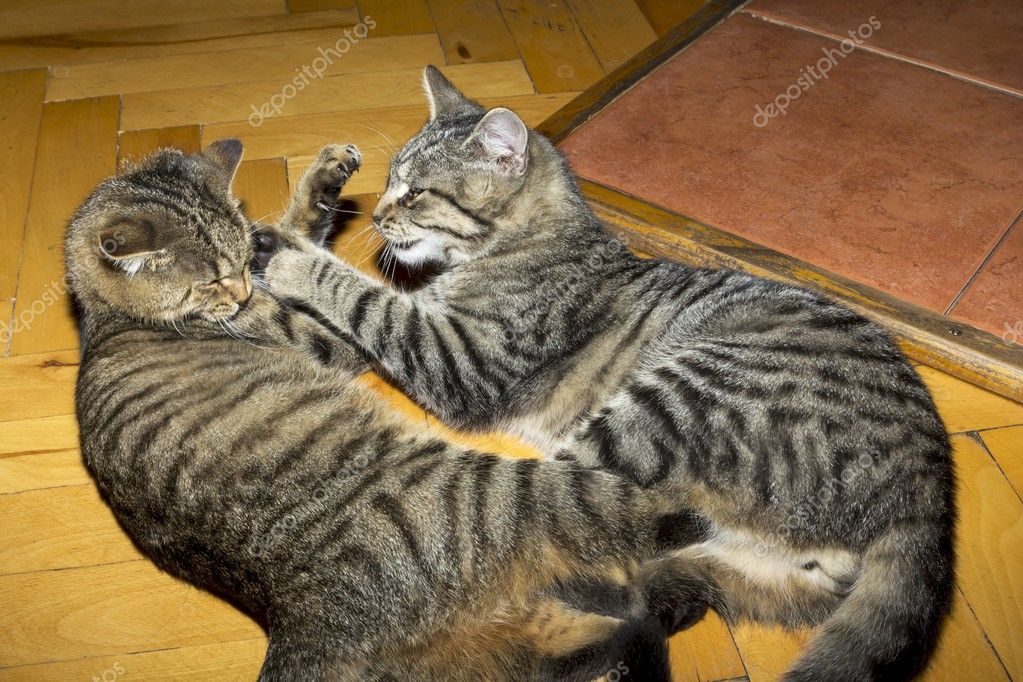 Mooie Cyperse kat in het spel ⬇ Stockfoto, rechtenvrije foto door ...