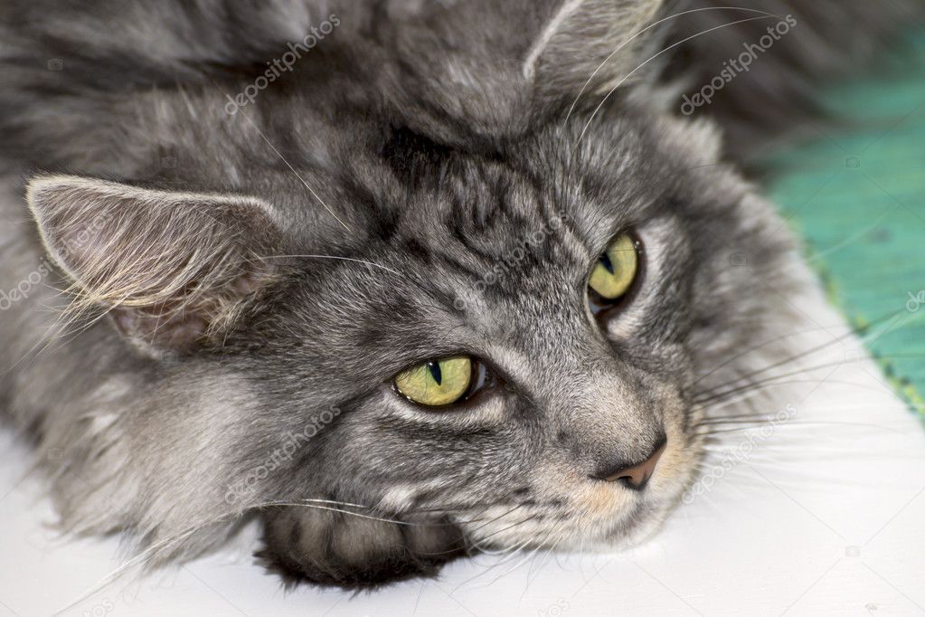 Hermosa joven gato principal mapache: fotografía de stock © Tylinek ...